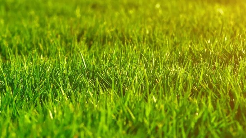 Engazonnement : Les caractéristiques des espèces de graminées de gazon ...